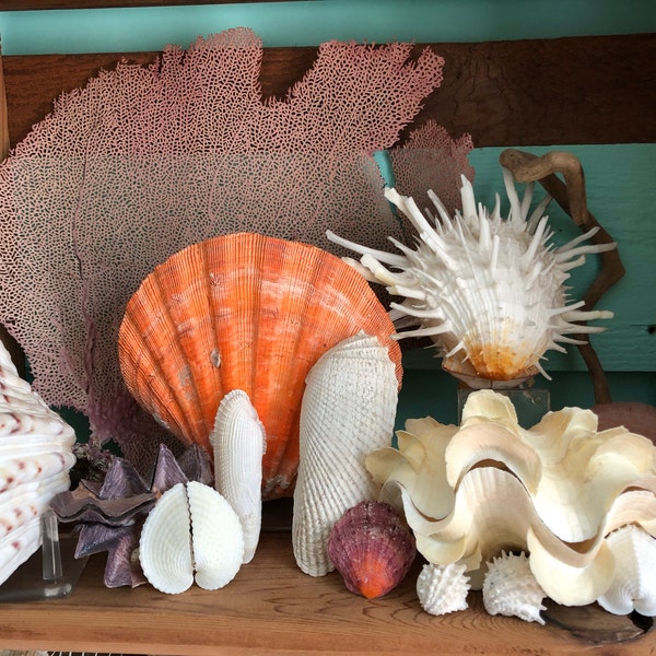 White Heart Cockle Sea Shell Cardium Cardissa Unique Natural Display ...