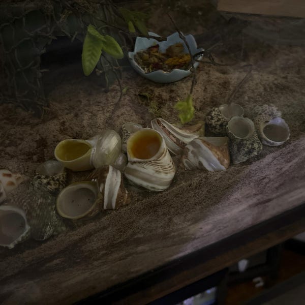 Stunning Polished Paua Abalone Shell (new Zealand) 5" Smudging Beach ...