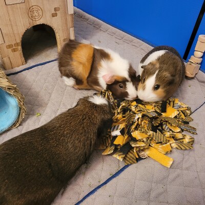 Seagrass Enrichmat™ Snuffle Mat Foraging & Enrichment Mat Well Kept ...