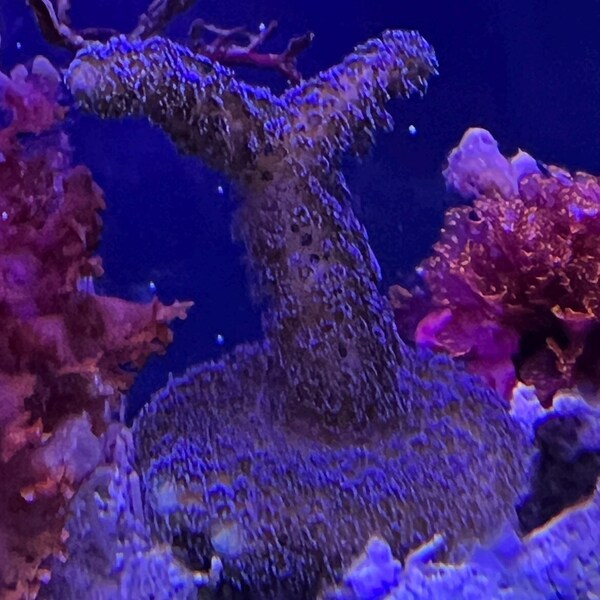 Light Pink Capnella Leather Coral Live Saltwater Coral by Coralslover ...