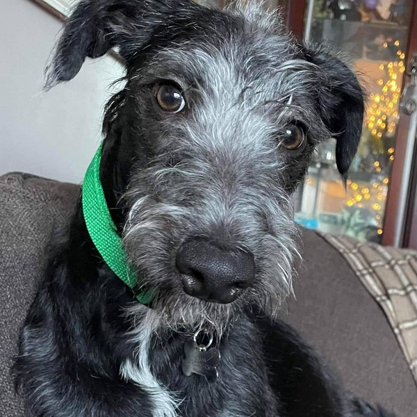 Lurcher Fluffy Scruffy Hairy Hound Hand Knitted Sighthound Wolfhound ...