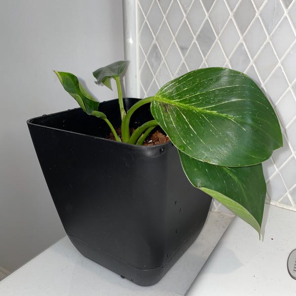 Rare Varigated String of Pearls | String of Hearts | String of Spades ...