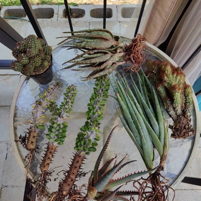 False Ocotillo 2 Plants, Fully Rooted, Procera, Drought Resistant ...