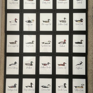 Ducks of North America Painting Art Print 8x10 8.5x11 5x7 - Etsy