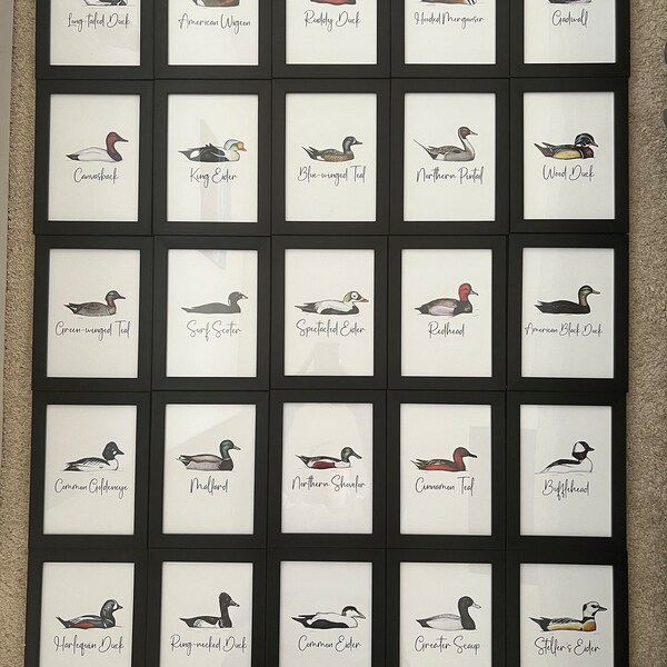 Ducks of North America Painting, Art Print 8x10, 8.5x11, 5x7 Ink ...