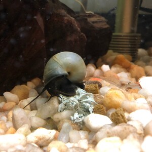 Super Snello 8oz Aquatic Snail Food Dehydrated Snail | Etsy