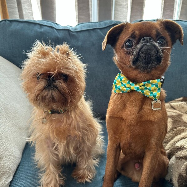 Thanks, Dawg Greeting Card - Thank You Card - Dog Thank You Card - Dog ...