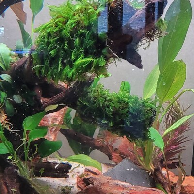 Sensitive Plant or Neptunia Aquatica Floating Aquatic Pond Plant pack ...