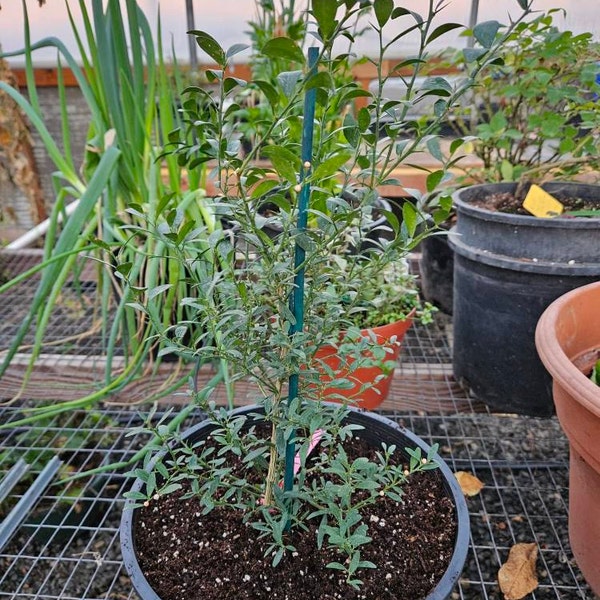 Finger Lime Tree , 1/2 Gallon Pot - Microcitrus Australasica in Half ...