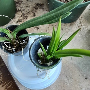 Mini Orchids Rare Perfect for Terrariums, Lonopsis, Mini Vandas, Mini ...