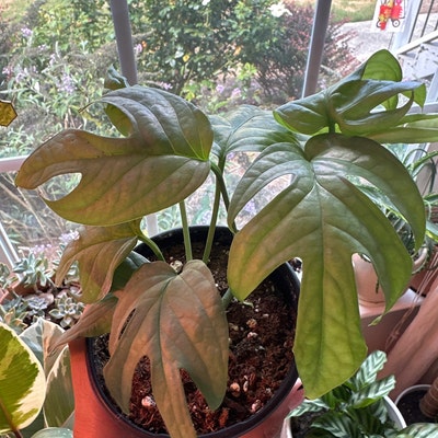 Spider Man Monstera amydrium Silver 4 Pot ALL PLANTS Require You to ...