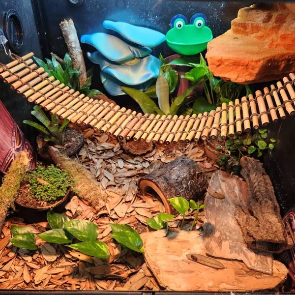 Bamboo Bridge- 4" Width - (perfect for Crested Geckos, Leopard Geckos ...