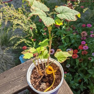 1 Fall Gold Raspberry Rooted Plant. Zones 3-8. Gold Colored - Etsy