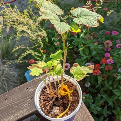 1 Early Crop Ever Bearing Mammoth Red Raspberry.live - Etsy