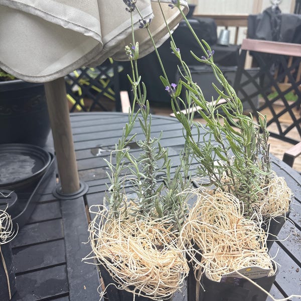 Agastache 'black Adder' (mexican Hyssop) - 3 Well Rooted Starter Plants ...