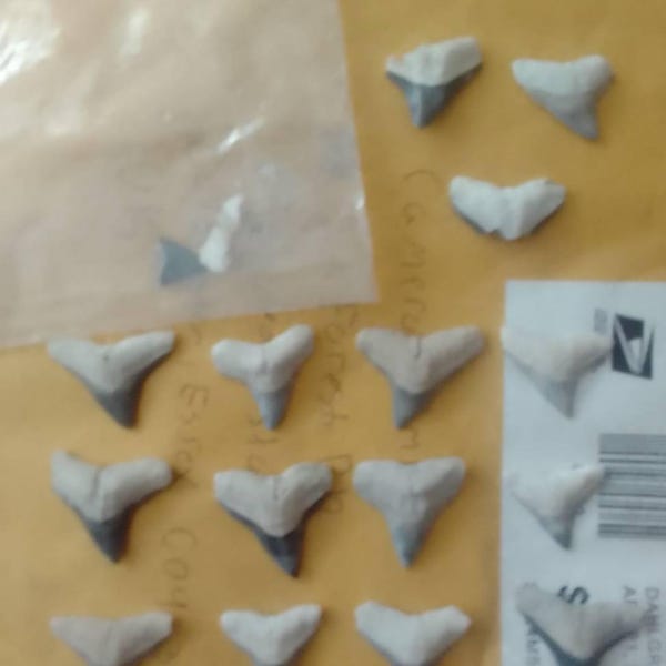 Small Fossil Shark Teeth - Bag of 35+ Small Complete Fossil Shark Teeth ...