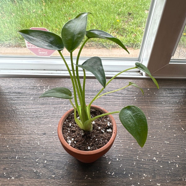 Alocasia “tiny Dancer” Starter Plant (ALL STARTER PLANTS Require You to ...