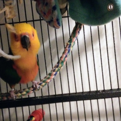 Bird Teepee Bird Tent Bird Bed for Conures Caiques - Etsy