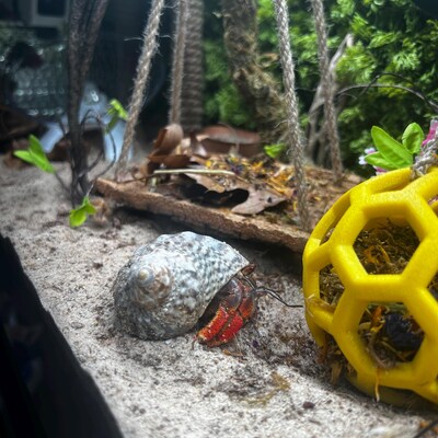 Rare Cornutus Turbo Hermit Crab Shell With a 1.75 Opening C3 - Etsy