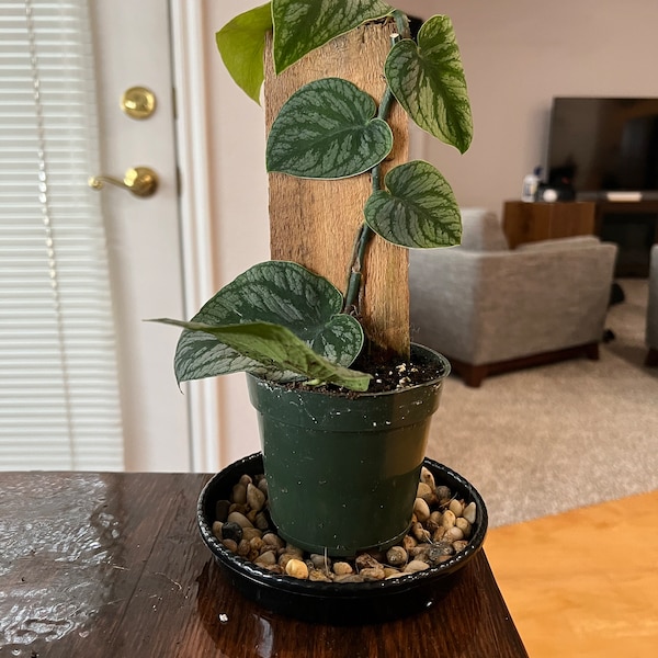 Monstera Dubia - Plank Plant - Etsy