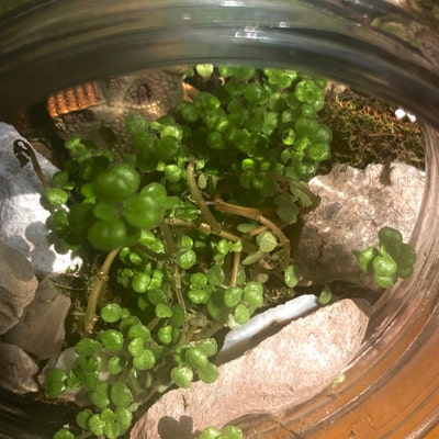 Scented Geranium Topiary Braid or Twist in a 6 Pot - Etsy