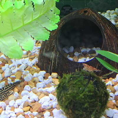 Aquarium Cave Coconut Shell Cave / Hide, Pleco Cave, Shrimp Cave ...