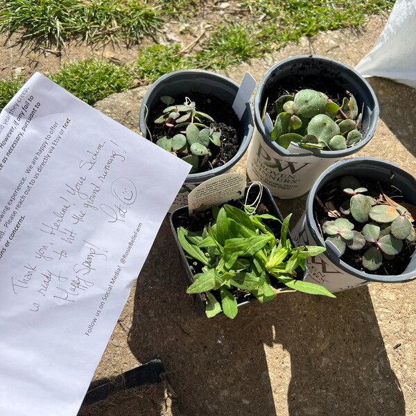 Agastache 'black Adder' (mexican Hyssop) - 3 Well Rooted Starter Plants ...