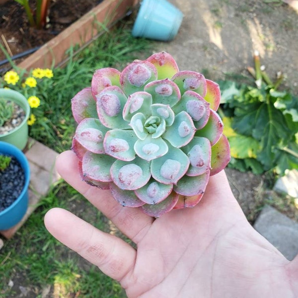 Rare Colorful Echeveria Raindrops Succulent - Etsy