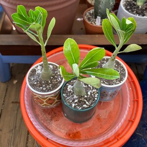 1 Grafted Doubleblack Purple Adenium - Etsy