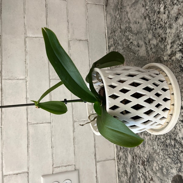 Unique Orchid Pot, Plant Pot With Drainage and Saucer, 3D Printed ...