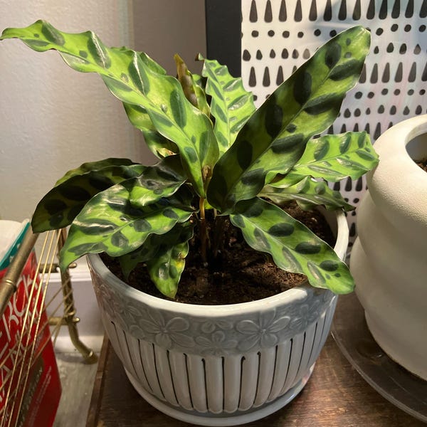 Marcus Pumpkin Avocado Tree , “cold Hardy” Grafted in 3 Gallons Pot, No ...