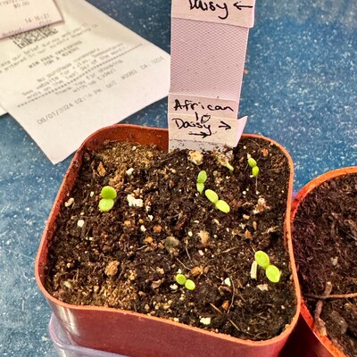 Light Blue Rose Seeds-perennial Authentic Seeds Mix Seeds Late Winter ...