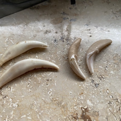 15 Red Fox Teeth for Craft Work - Etsy