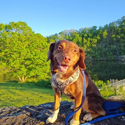 JACOB Dog Harness - Etsy