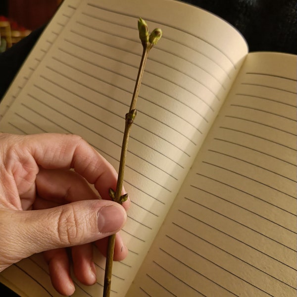 100 japanische Quittensamen. 100 frische Samen Chaenomeles japonica ...