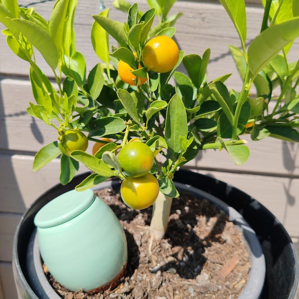 Watering Bell, Self Watering Pot, Self Watering Can, Gardening, Plant ...