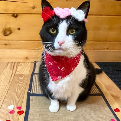 Heart Headband for Cats, Valentine's Day Cat Accessories, Cat Photo ...