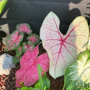 Ficus Altissima lofty Fig or 'council Tree' Seeds - Etsy