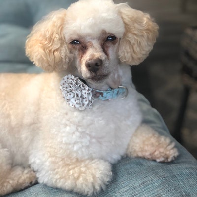 Dog Collar Flower Package You Choose Any Fabric Mix and Match. Girl Dog ...