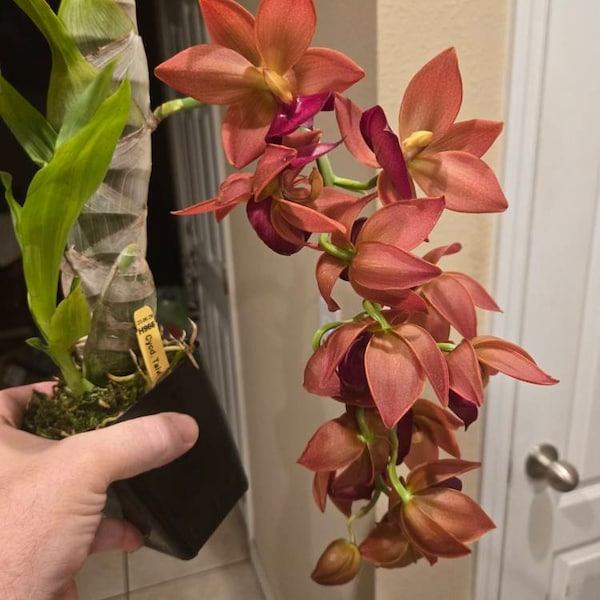 Cycnodes Taiwan Gold 'orange' (cycnoches Chlorochilon × Mormodes Badia ...
