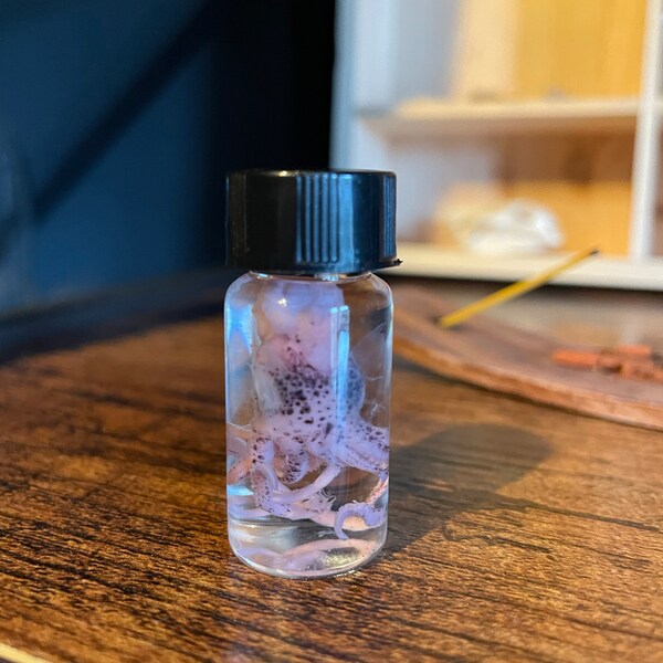 Real Cute PINK Cuttlefish in a Jar, Wet Specimen, Squid, Tentacles ...