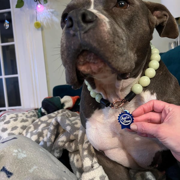 Best in Show, Blue Ribbon, #1, Number One, First Place Personalized Pet ...