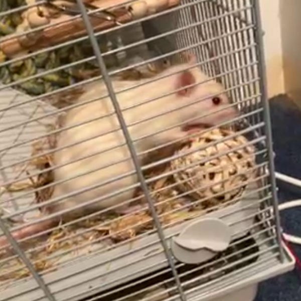 Pet Cargo Net for Cage Pet Rat Toy Accessories, Climbing Net, Fall ...