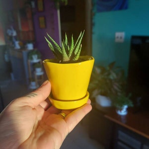Small Yellow Ceramic Planter With Saucer Small Planter Small - Etsy