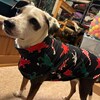 Dog Fleece Polo PDF Sewing Pattern Sizes XXS to 3XL 8 Sizes Instant ...