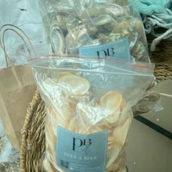 Natural Heavy White Conch Shells, Coastal Beach Decor, Craft, Seashells ...