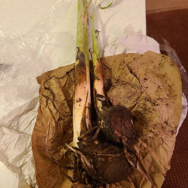 Dwarf Orinoco Banana Pup - Etsy