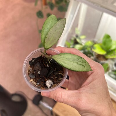 Teruno Pothos Venus Epipremnum Aureum 'venus' Terunoworld - Etsy