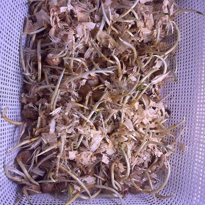 Votaniki John Peed Caladium Perennial Caladium Bulbs for Planting, Red ...
