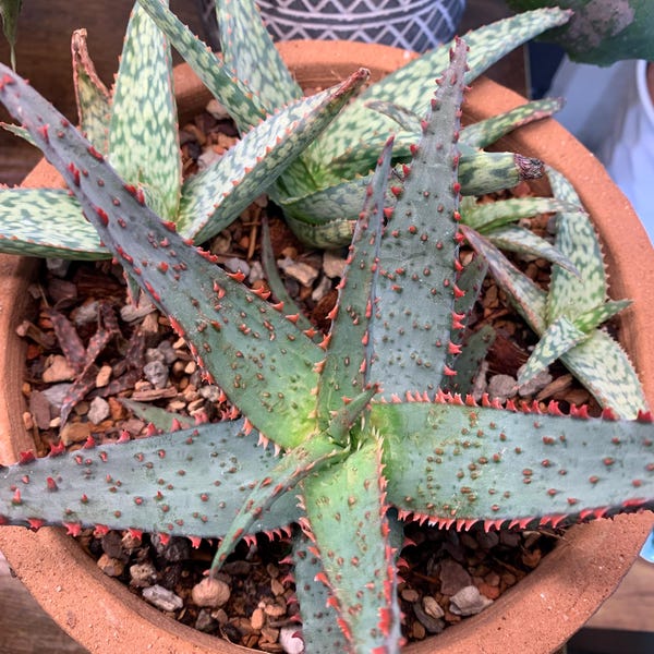 2g Aloe Moonglow Hybrid.beautiful Yellow Glowing Blooms Can Be Expected ...